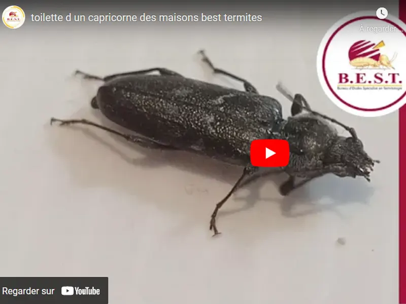 Insecte Capricorne Des Maisons | Ventana Blog